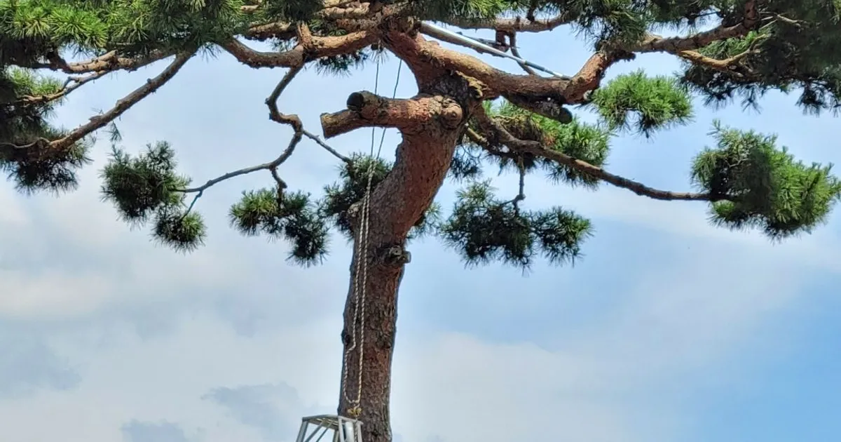 전지및 조형작업 박석규 숨고 숨은고수