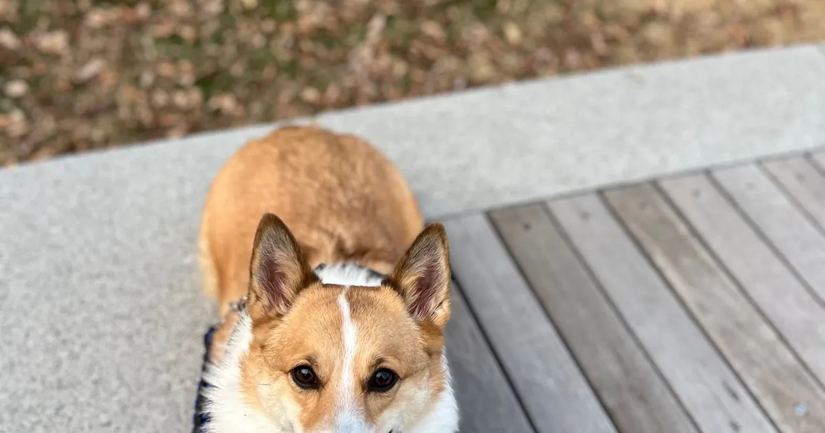 즐거운 산책 🐾 댕냥이 숨고 숨은고수
