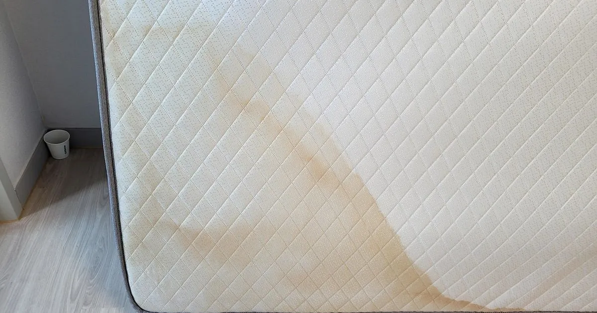 고양이가 침대에서 콜라를 쏟았다고 비치움 울산점 숨고 숨은고수