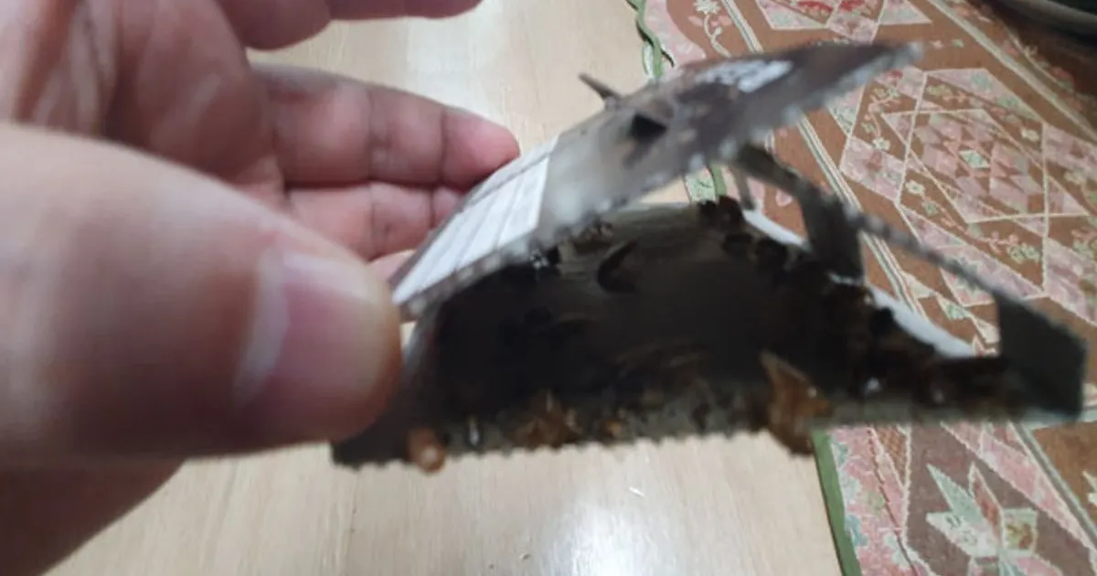 바퀴벌레퇴치 에이스엠 숨고 숨은고수