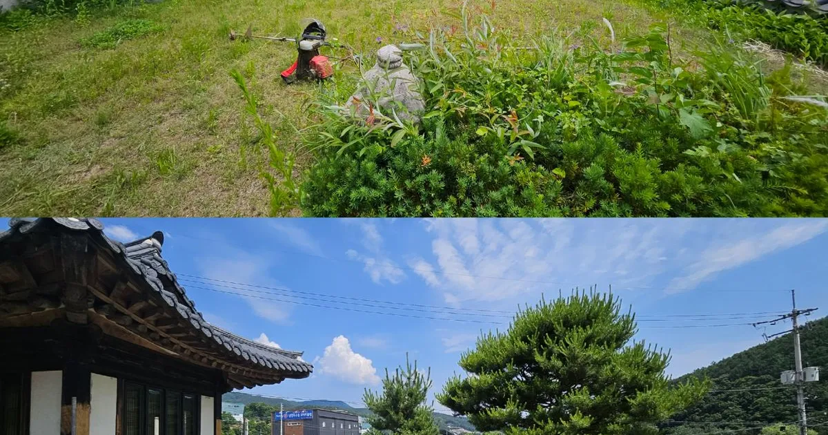 남양주 40평 마당 조수범 숨고 숨은고수
