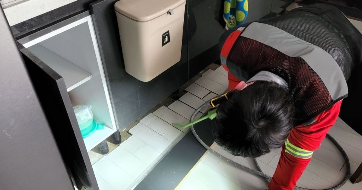 좀벌레 퇴치 초록나무 숨고 숨은고수