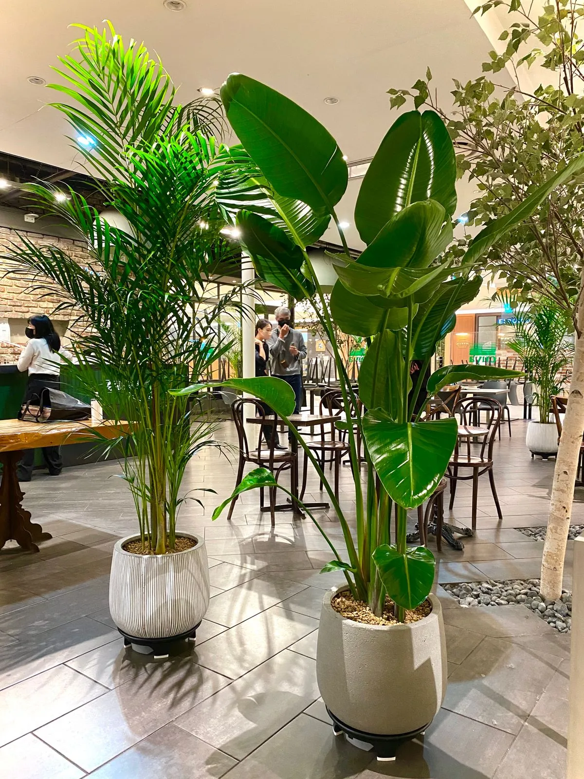 플랜테리어o카페 ⭐️플랜태그plantag⭐️ 숨고 숨은고수