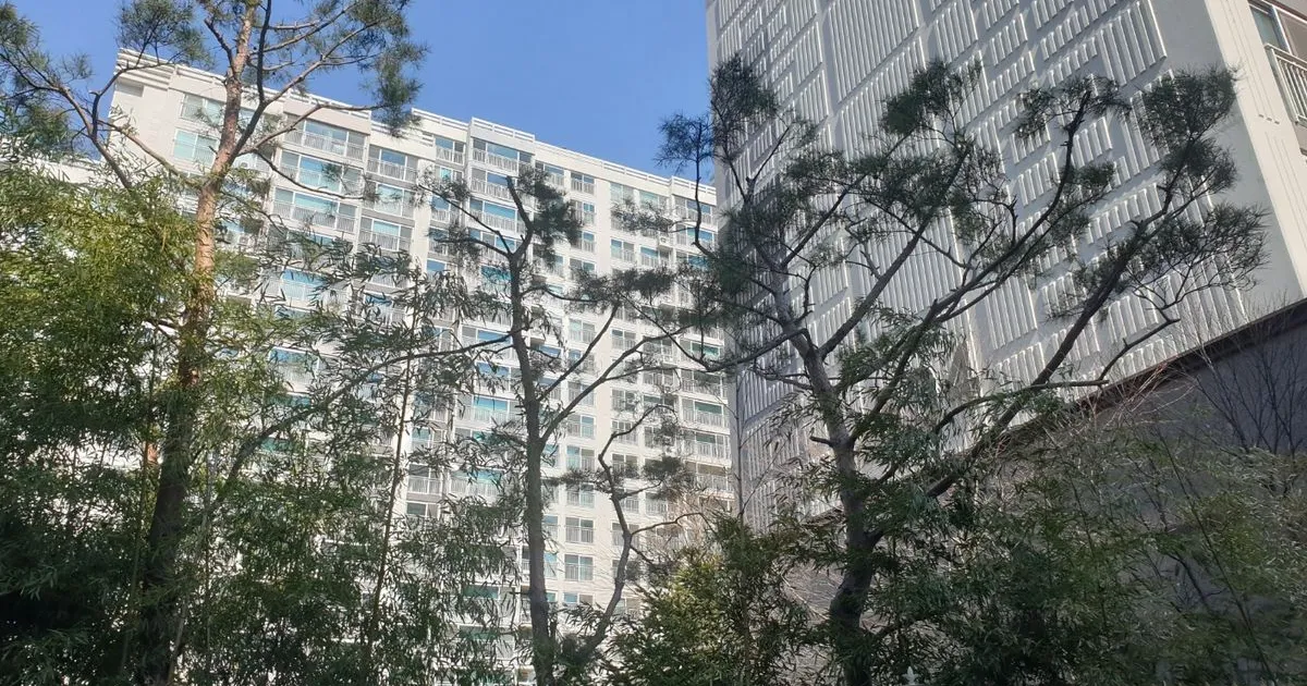 용인 동문굿모닝힐 6차 아파트 소나무 전지 작업 꽃피는조경 숨고 숨은고수