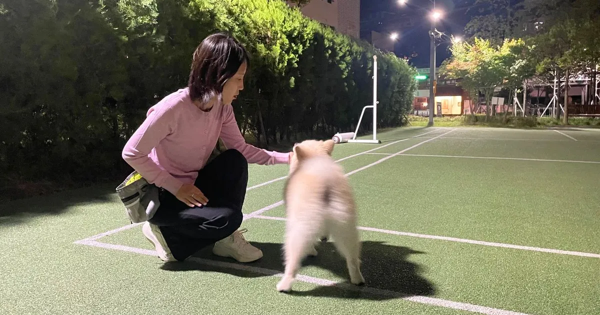 반려견 트레이닝 김세울 숨고 숨은고수