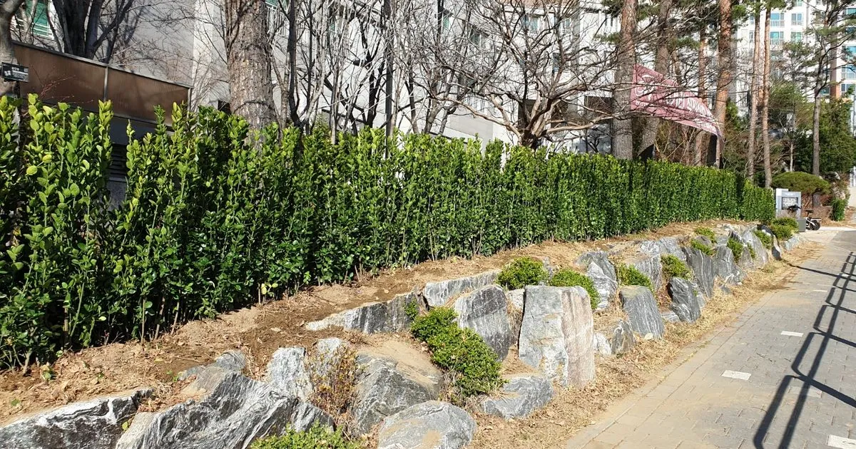 서울 백련산 힐스테이트4차 아파트 사철나무 식재 작업 꽃피는조경 숨고 숨은고수