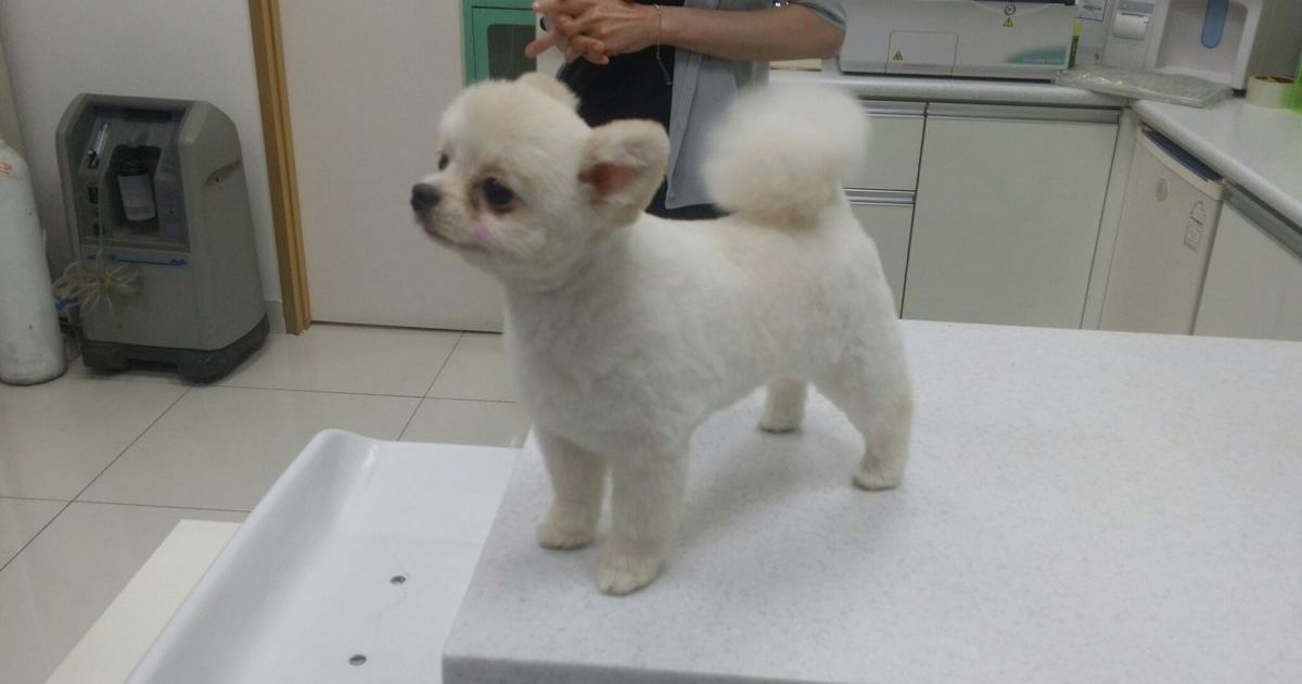 애견미용 이다빈 숨고 숨은고수