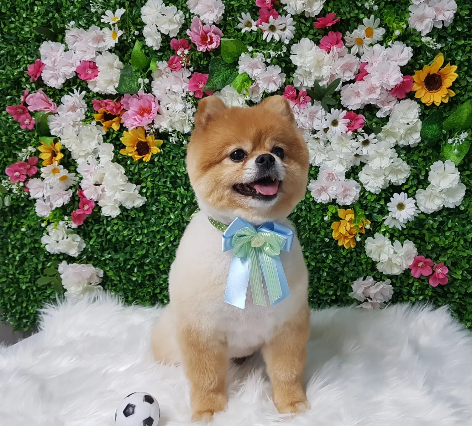 펫미용 이지윤 숨고 숨은고수