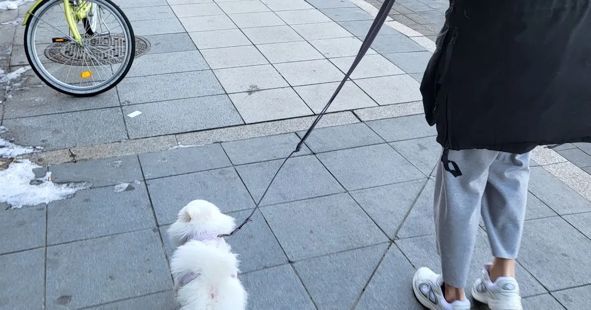 산책 교육 오윤성 숨고 숨은고수
