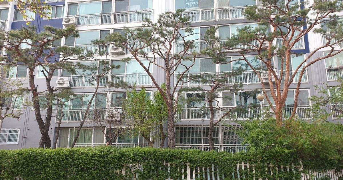 하남 동신아파트 소나무 전지 꽃피는조경 숨고 숨은고수