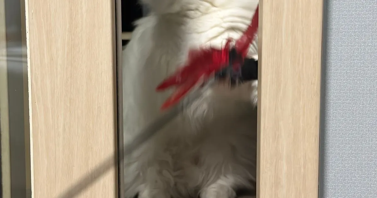 고양이 실내돌봄 서정 숨고 숨은고수