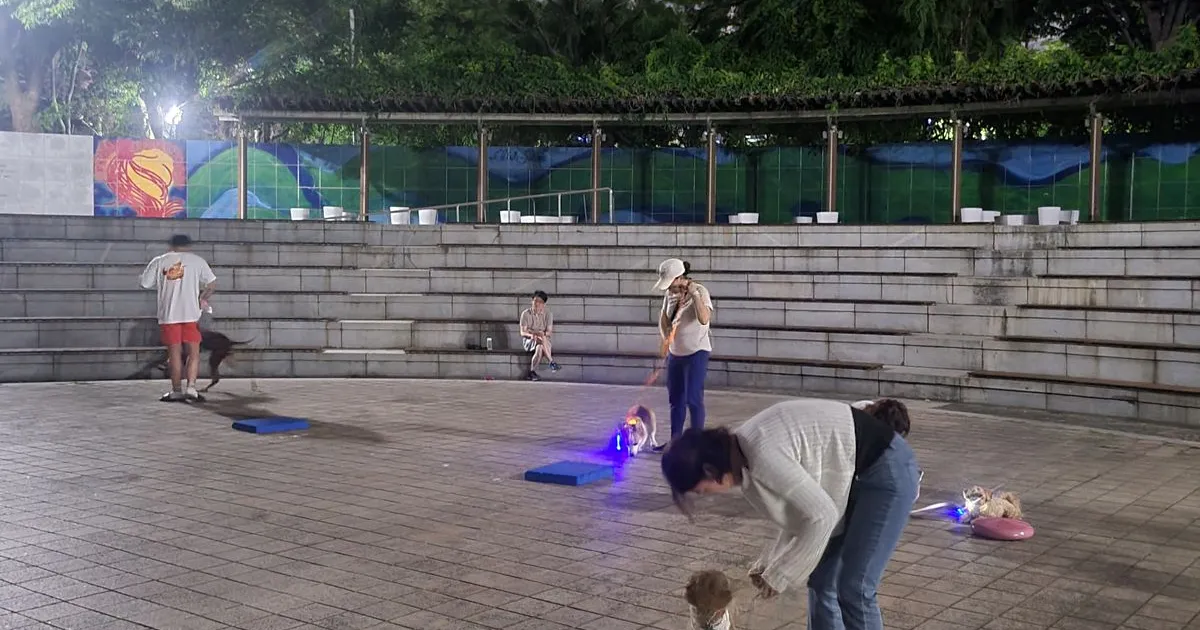 단체 산책교육 모비독 숨고 숨은고수