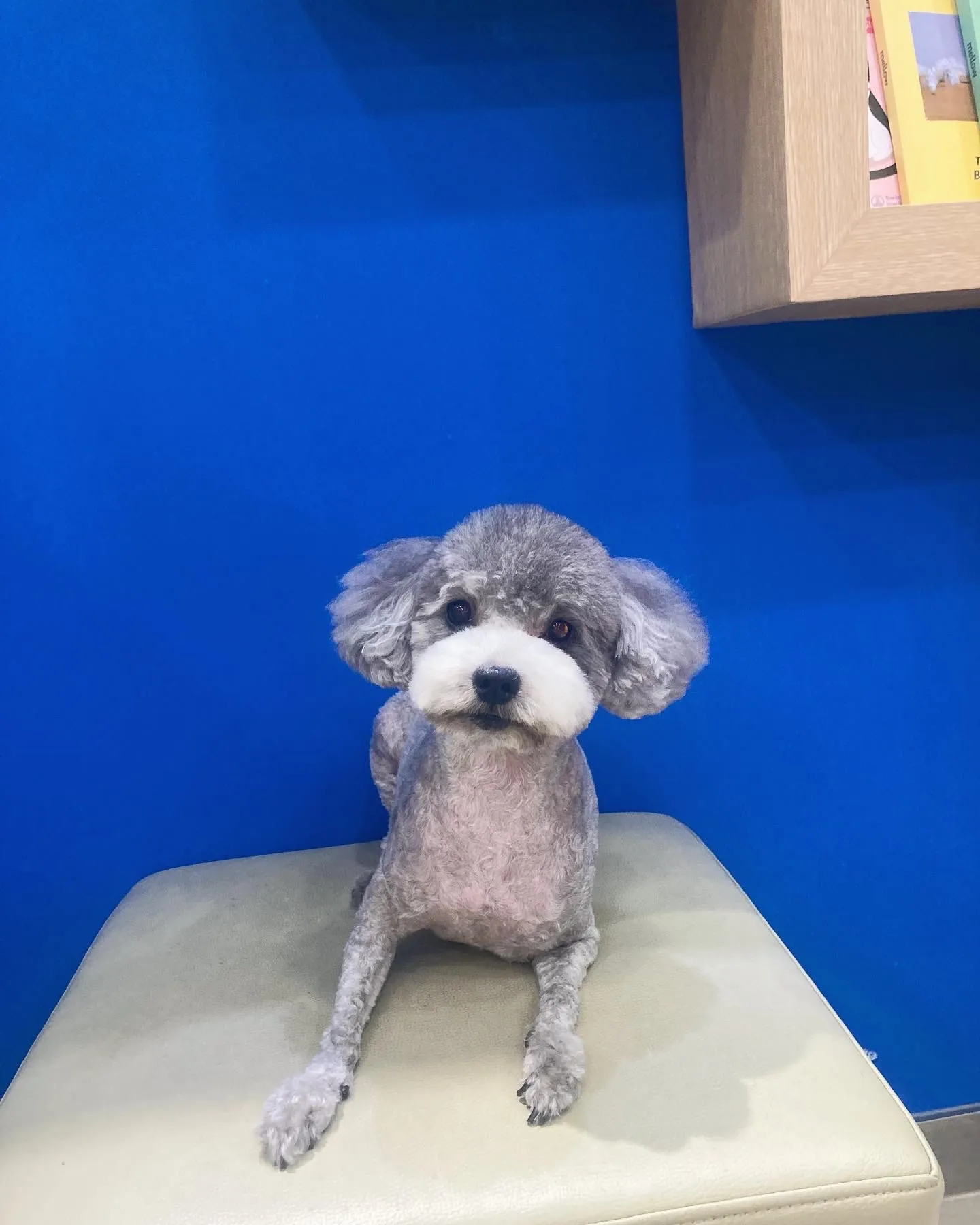 애견미용 포트폴리오 김예담 숨고 숨은고수