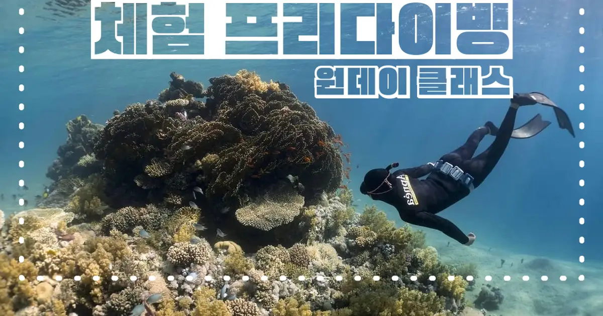 헤이다이브 프리다이빙 과정 안내 홍아연 숨고 숨은고수