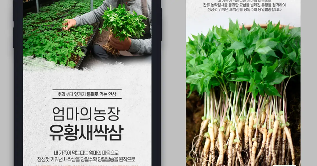 엄마의농장 새싹삼 상세페이지 제작 디자인메이트 숨고 숨은고수