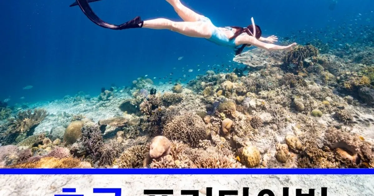 프리다이빙 아이다2 자격증 취득 과정 진쌤 숨고 숨은고수