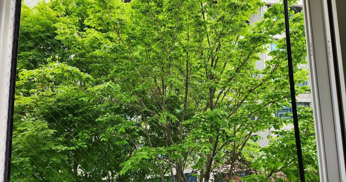 서울 비둘기퇴치 전문가 미션홈케어 숨고 숨은고수