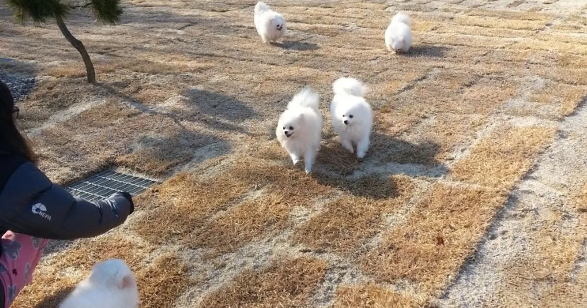 반려견 산책및 호텔링 박용영 숨고 숨은고수