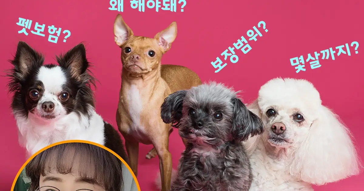 펫보험은 왜 가입해야 하나요 정경란 숨고 숨은고수