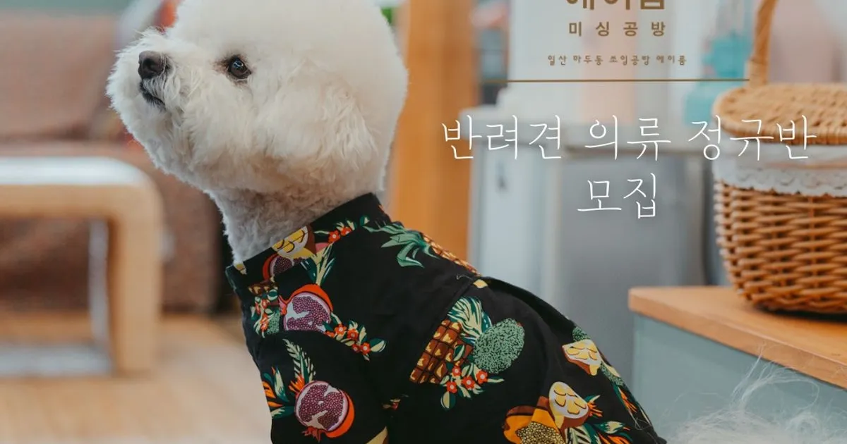 반려견 의류 정규반 에이룸 공방 숨고 숨은고수