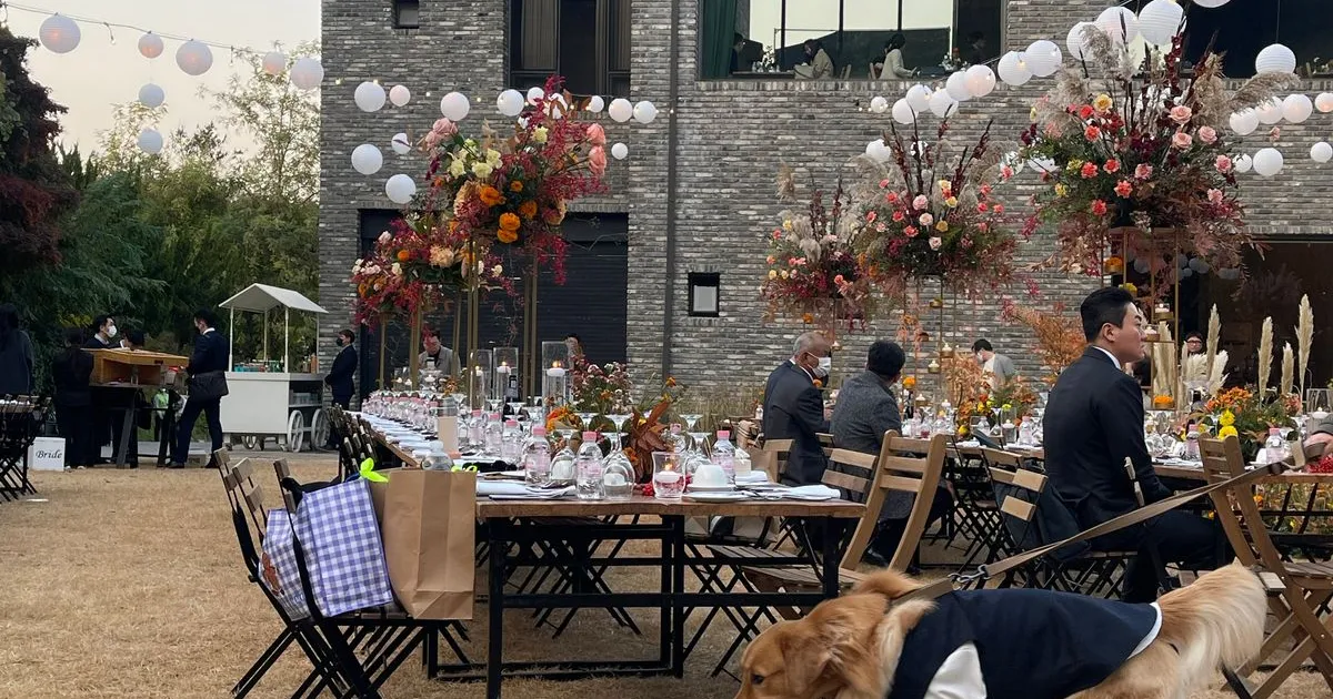 보넬리 가든 웨딩 축가 전지우 숨고 숨은고수