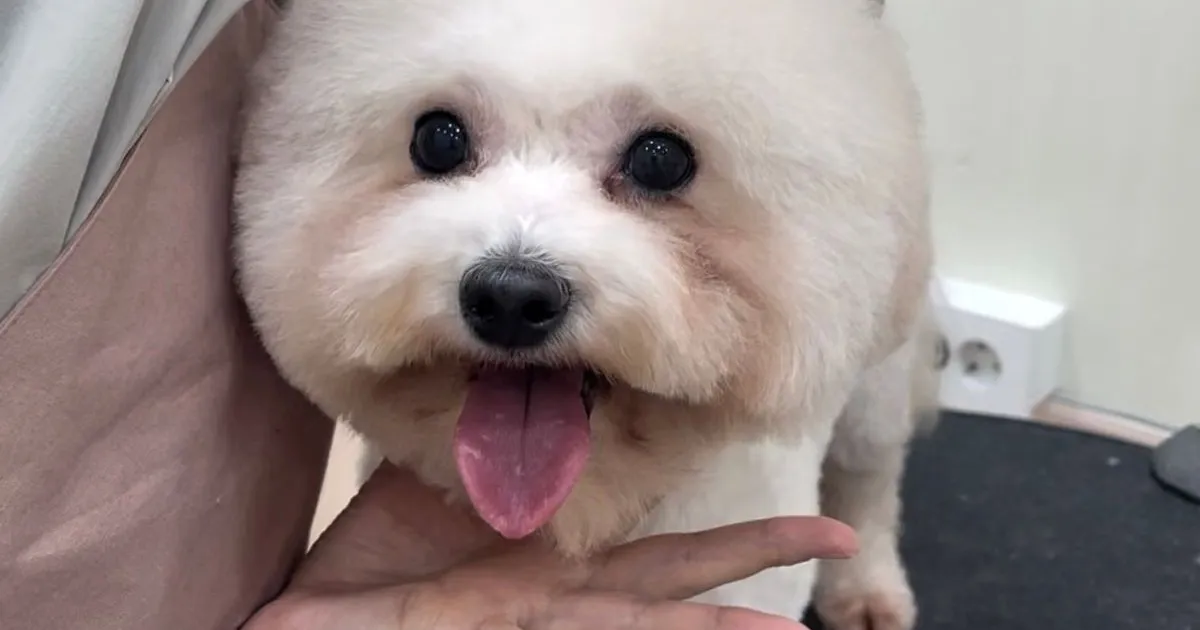애견미용 이예리 숨고 숨은고수
