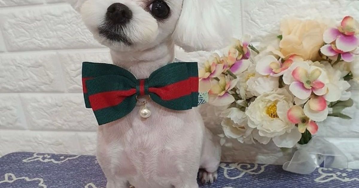 애견미용 유수정 숨고 숨은고수
