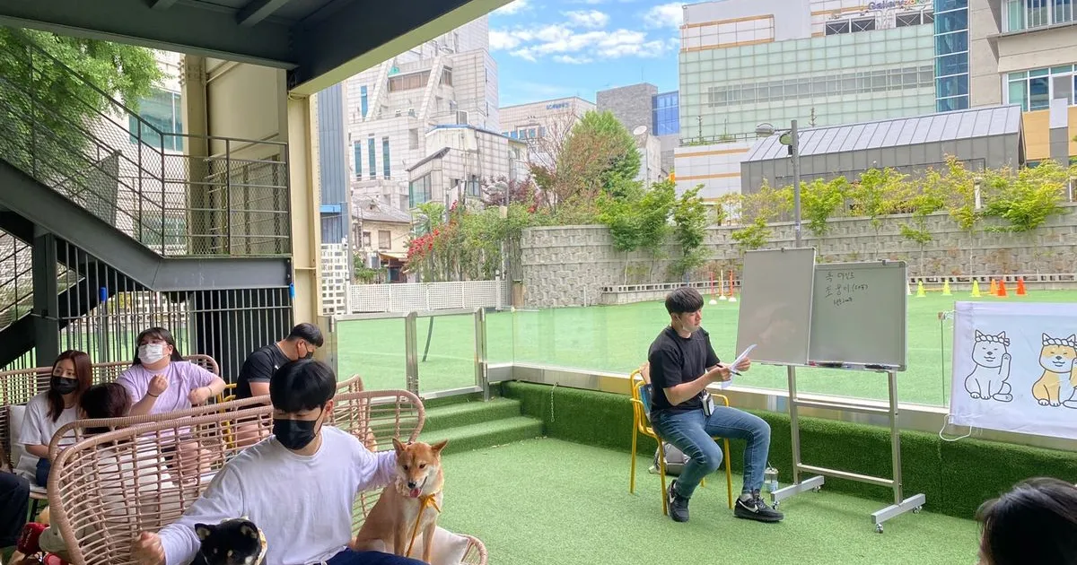반려견 교육 훈련은 독마인드와 ⭐️독마인드⭐️ 숨고 숨은고수