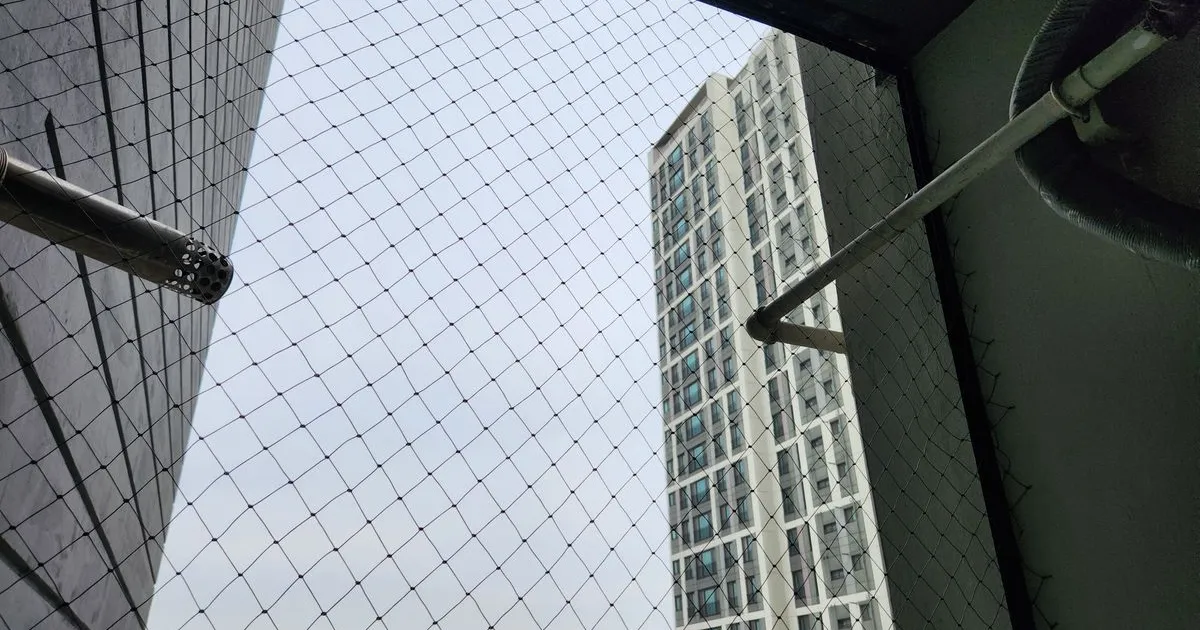 비둘기퇴치전문업체의 비둘기퇴치 시공 미션홈케어 숨고 숨은고수