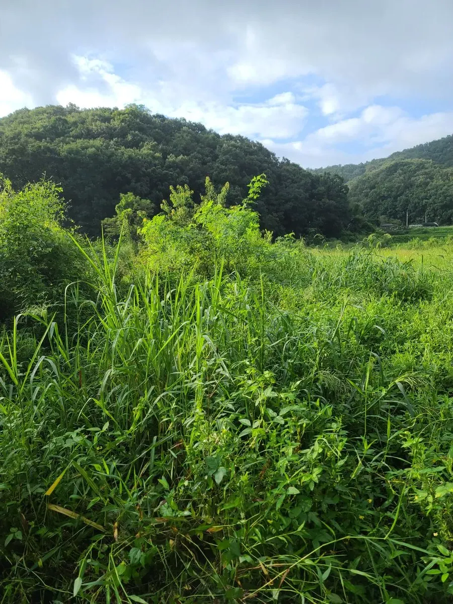 경기여주 1000평제초작업 명화조경인천안성구리 사무소 숨고 숨은고수