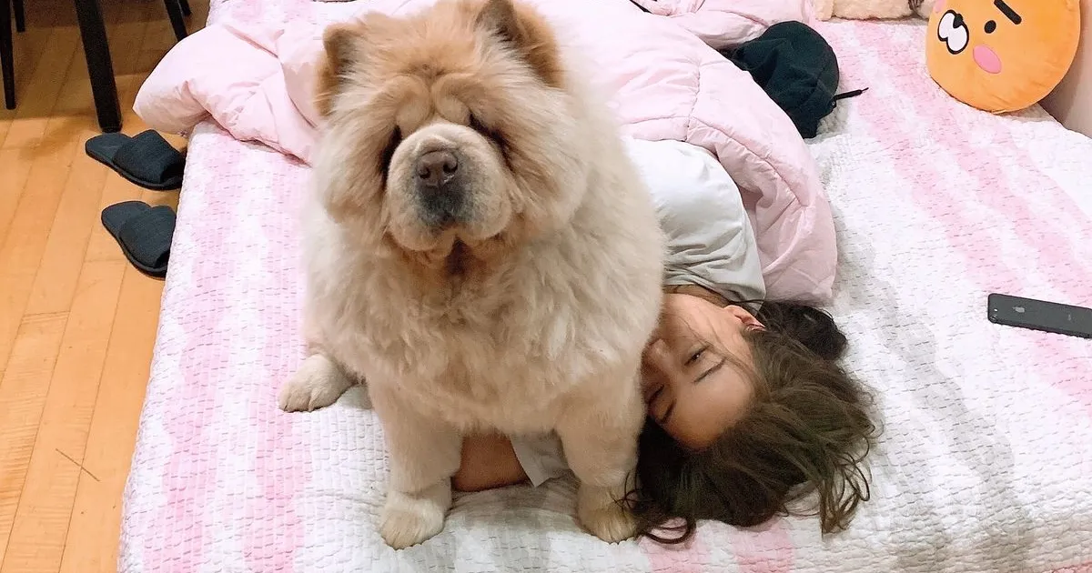 지인 강아지 산책 오재인 숨고 숨은고수