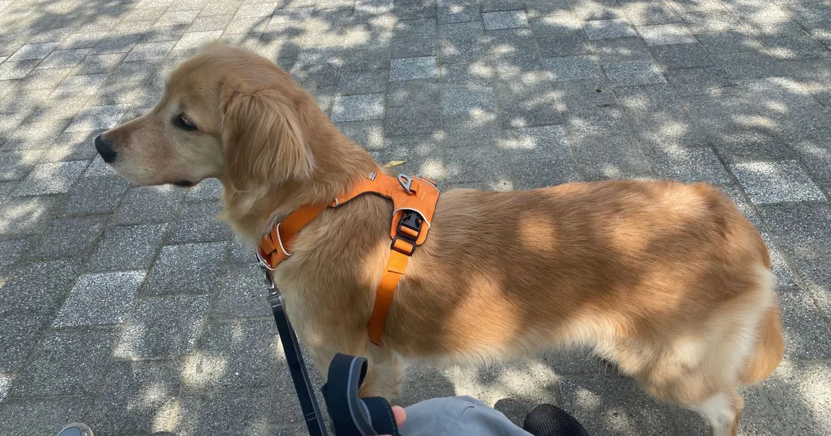 광진구 골댕이 러브독트레이닝 숨고 숨은고수