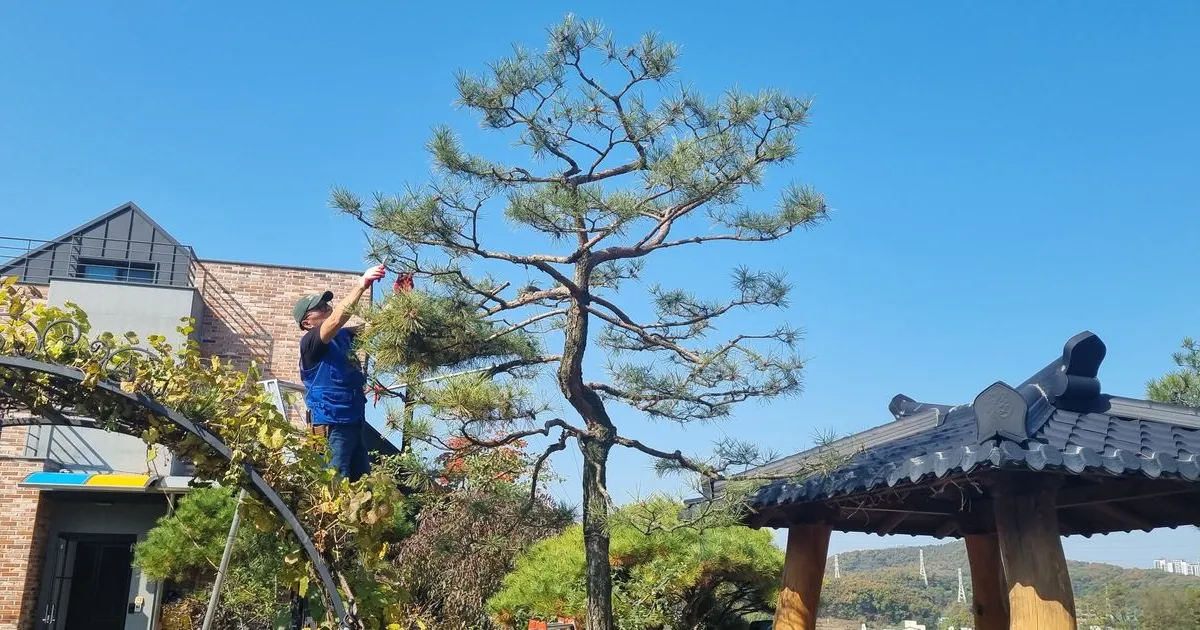 소나무 전지 가지치기 작업 주 하이앤맥스 소나무전지 ㆍ저수조 청소ㆍ에어컨 청소 숨고 숨은고수