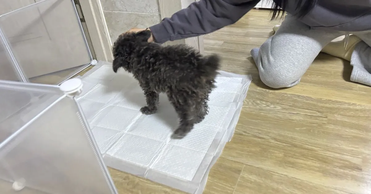 퍼피 교육 반려견 문제행동 교정 전문 하울독 숨고 숨은고수