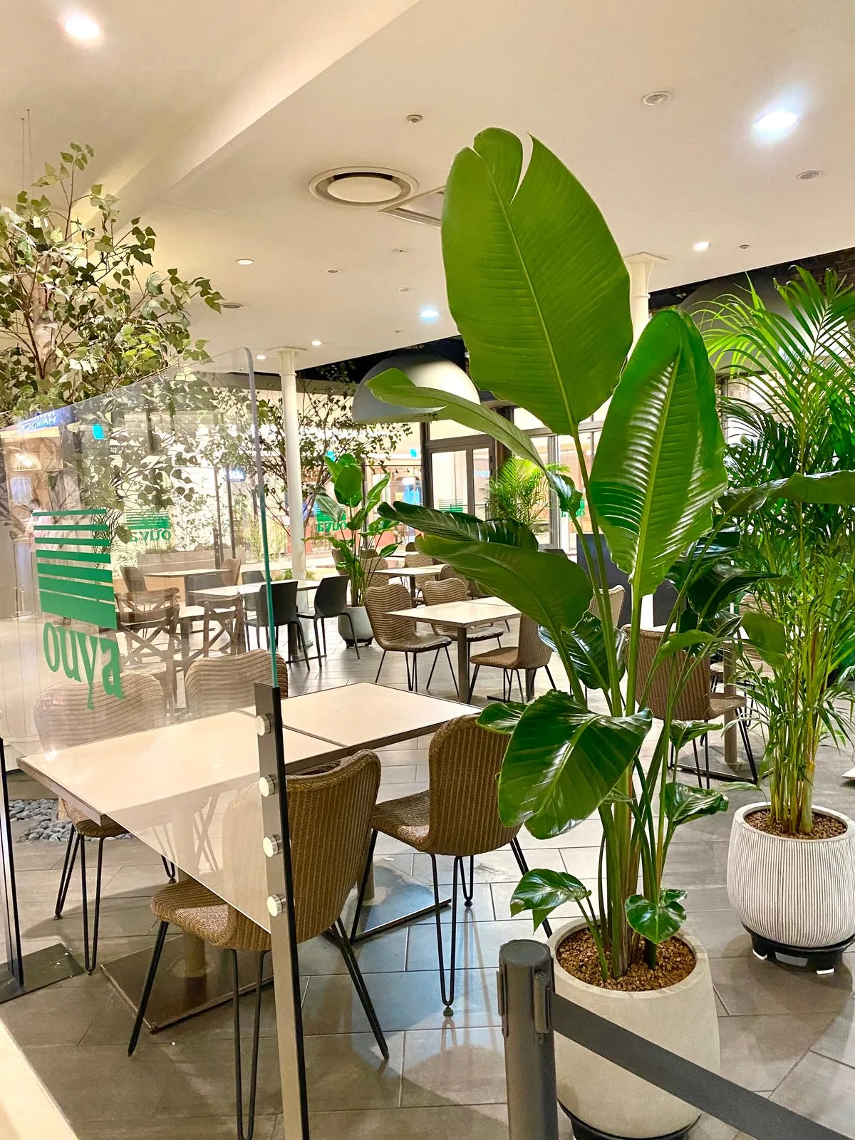 플랜테리어o카페 ⭐️플랜태그plantag⭐️ 숨고 숨은고수