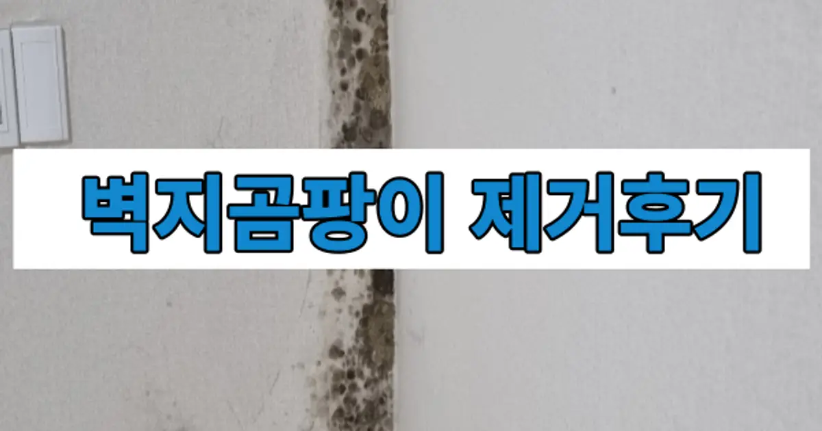 벽지 곰팡이 제거후기 클린에이치 숨고 숨은고수