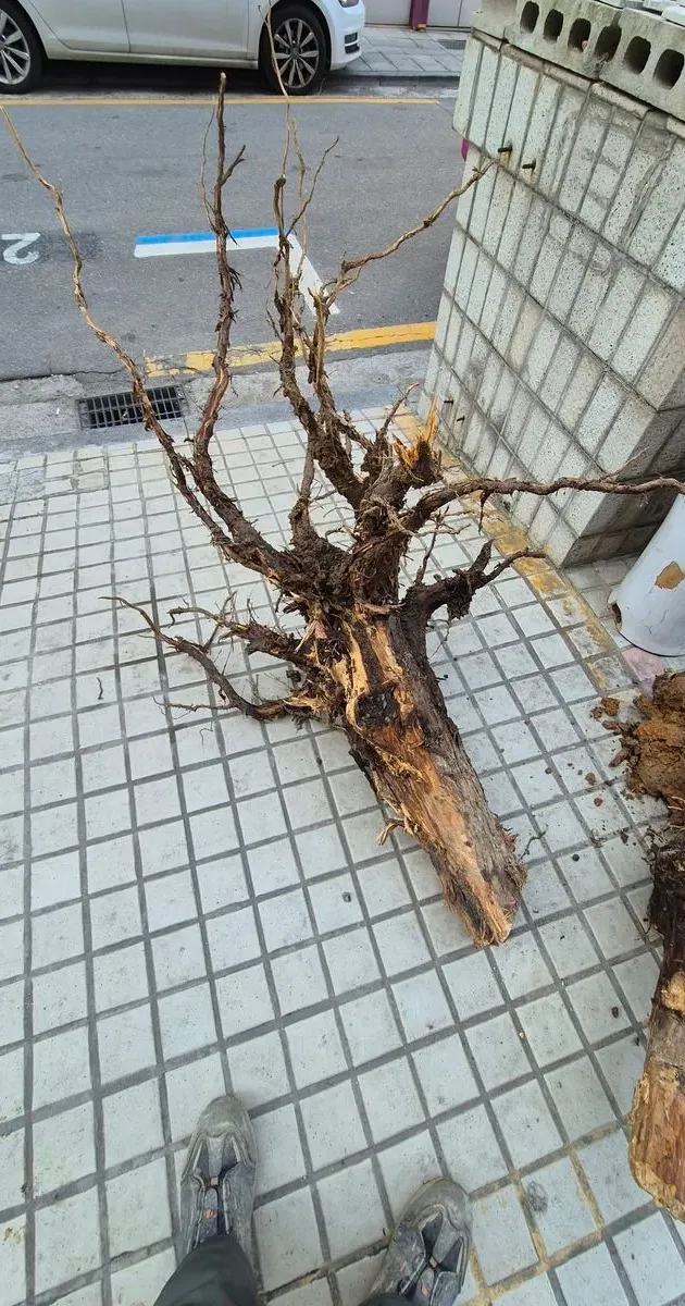 나무뿌리제거 빌딩누수 Sk미니굴삭기 숨고 숨은고수