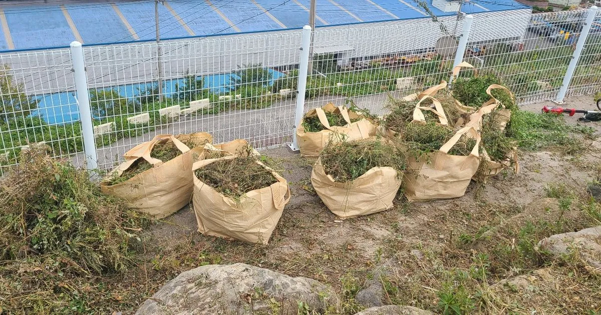 부산 기장 커피 공장 주차장 예초 및 정리정돈 창원벌초대장 숨고 숨은고수