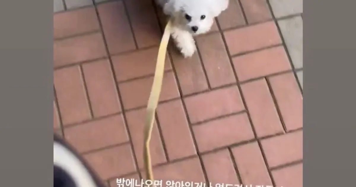 토리 산책교육 동행반려견교육 숨고 숨은고수