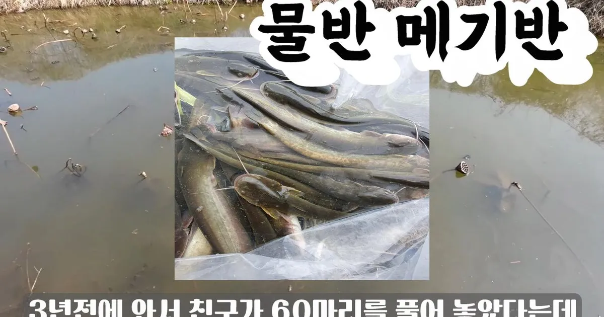 물반 메기반의 유트브 이상준 숨고 숨은고수