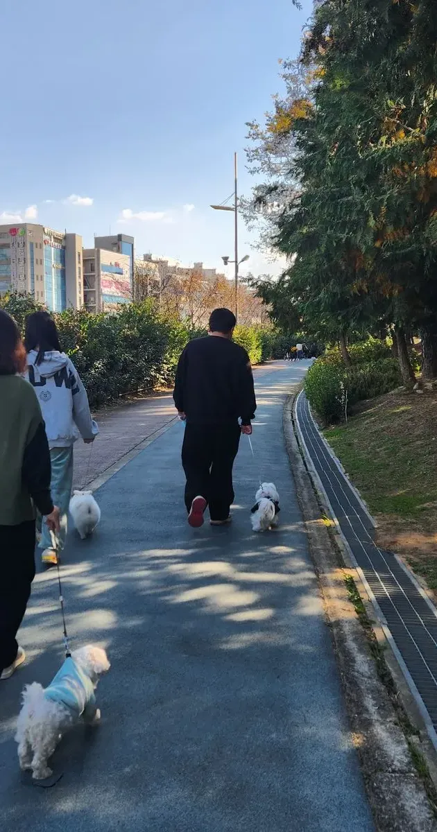 반려견 산책 교육 장수정 숨고 숨은고수