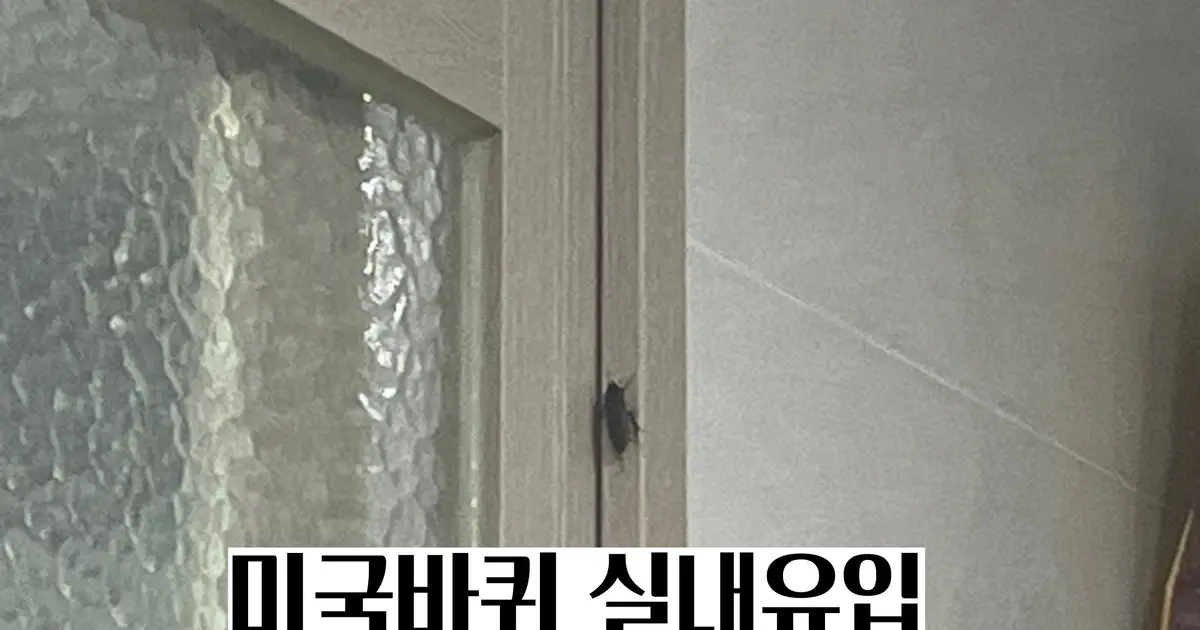 가정집 바퀴벌레 대형바퀴벌레 유입 다온환경해충시스템 숨고 숨은고수