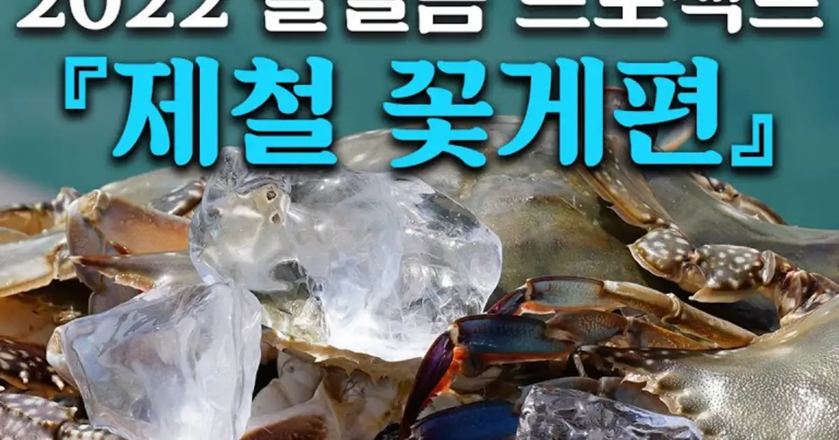 이마트에브리데이 꽃게 상품 바이럴 제작 정성민 숨고 숨은고수