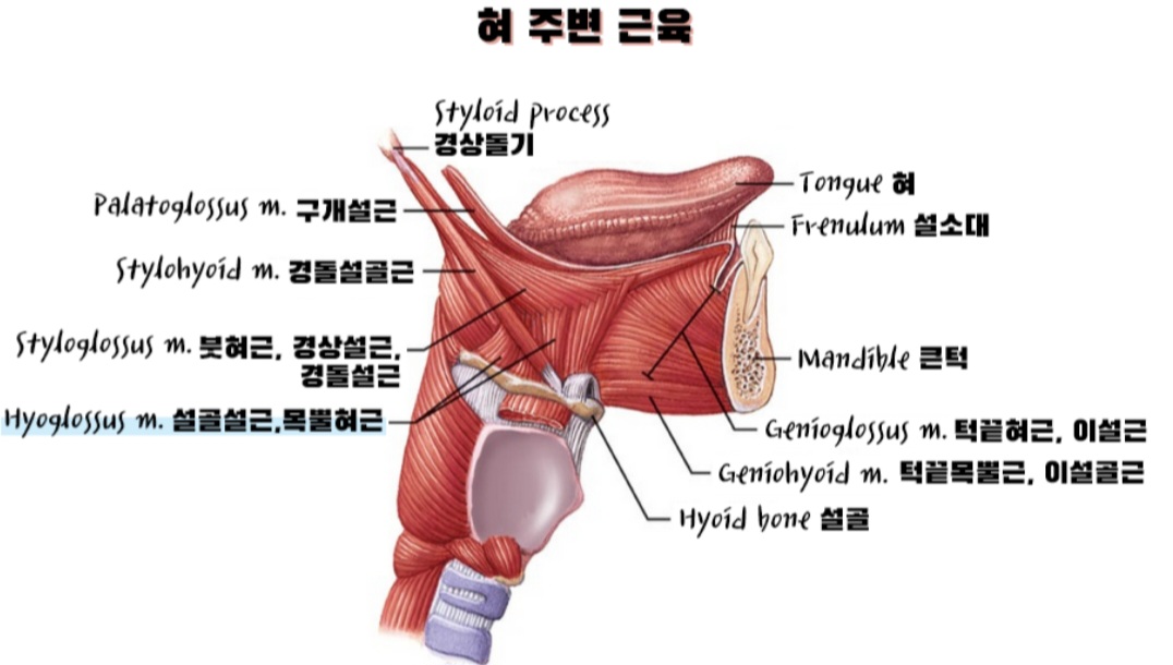 발성 해부학 Vocology Anatomy 남도현sls발성 전문 트레이너 김도형 숨고 숨은고수