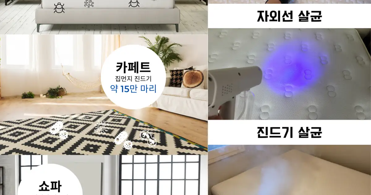 집먼지 진드기 퇴치 스피드크린24 숨고 숨은고수