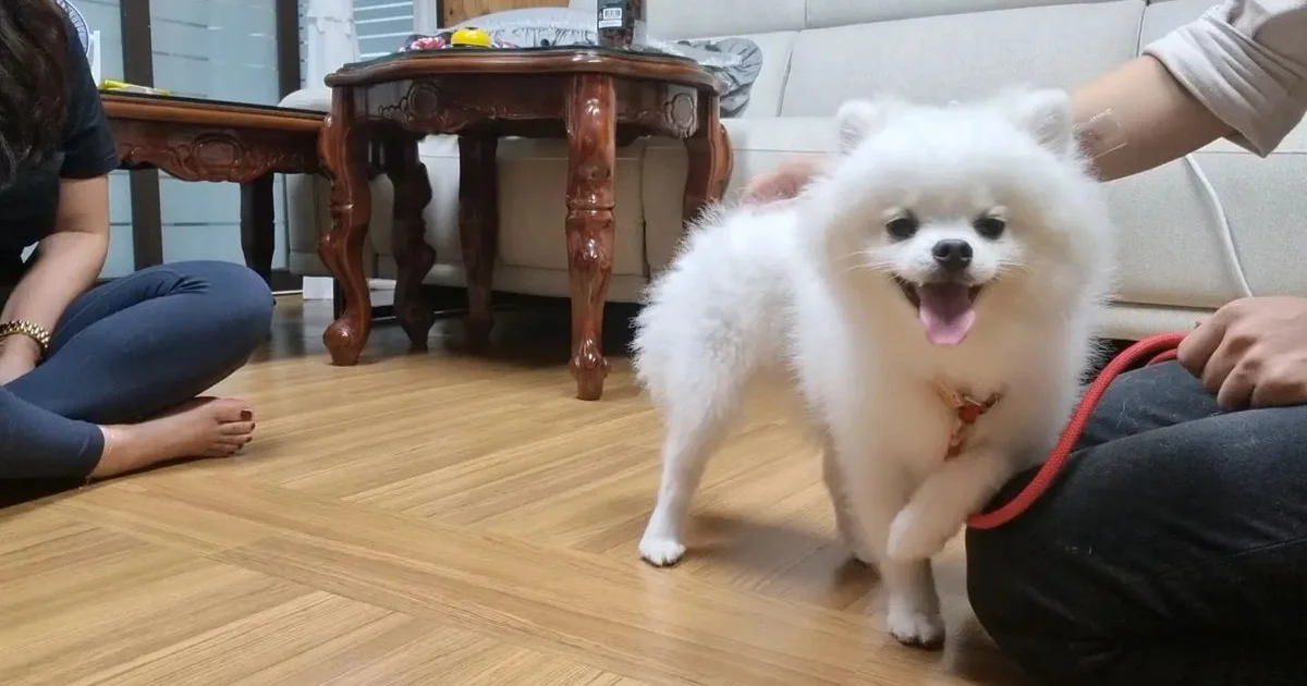 울산 입질 및 목줄 둔감화교육 김주영 숨고 숨은고수