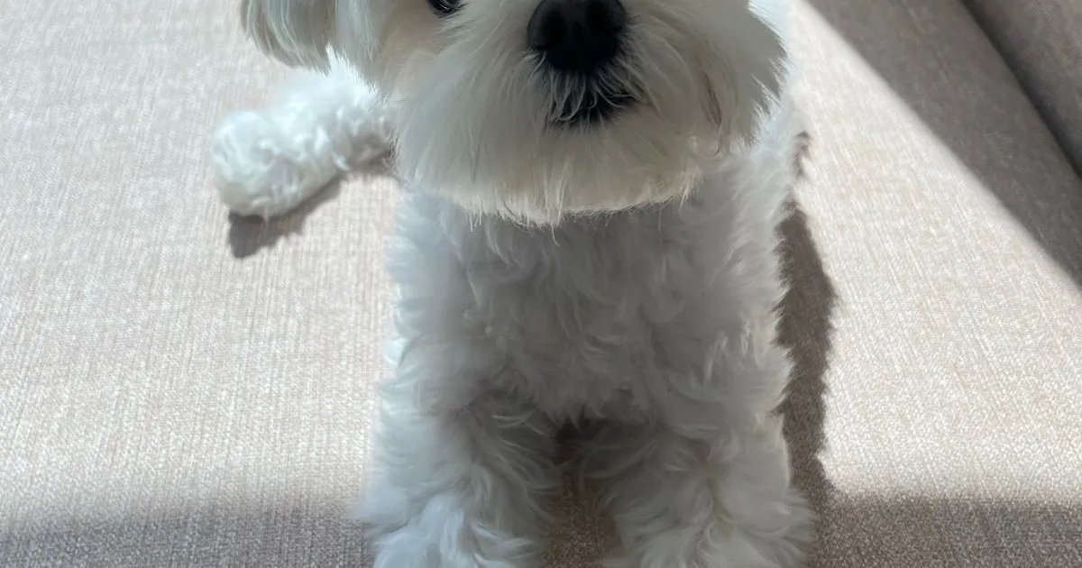 소형견 케어 가정호텔링 안아영 숨고 숨은고수