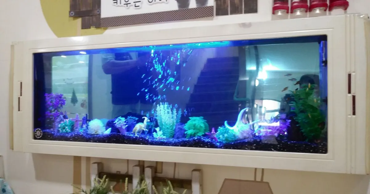 벽걸이어항 청소 길기정 숨고 숨은고수