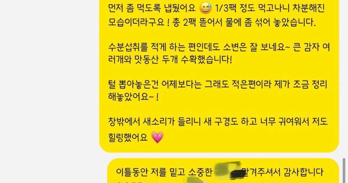 고양이 펫시터 돌봄 일지 강희주 숨고 숨은고수