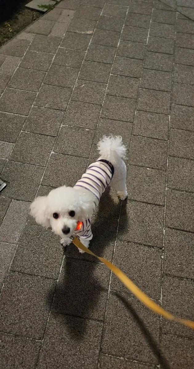 강아지 산책 강효민 숨고 숨은고수